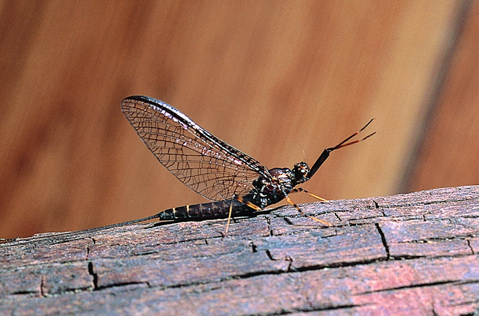 The Mayfly Muster